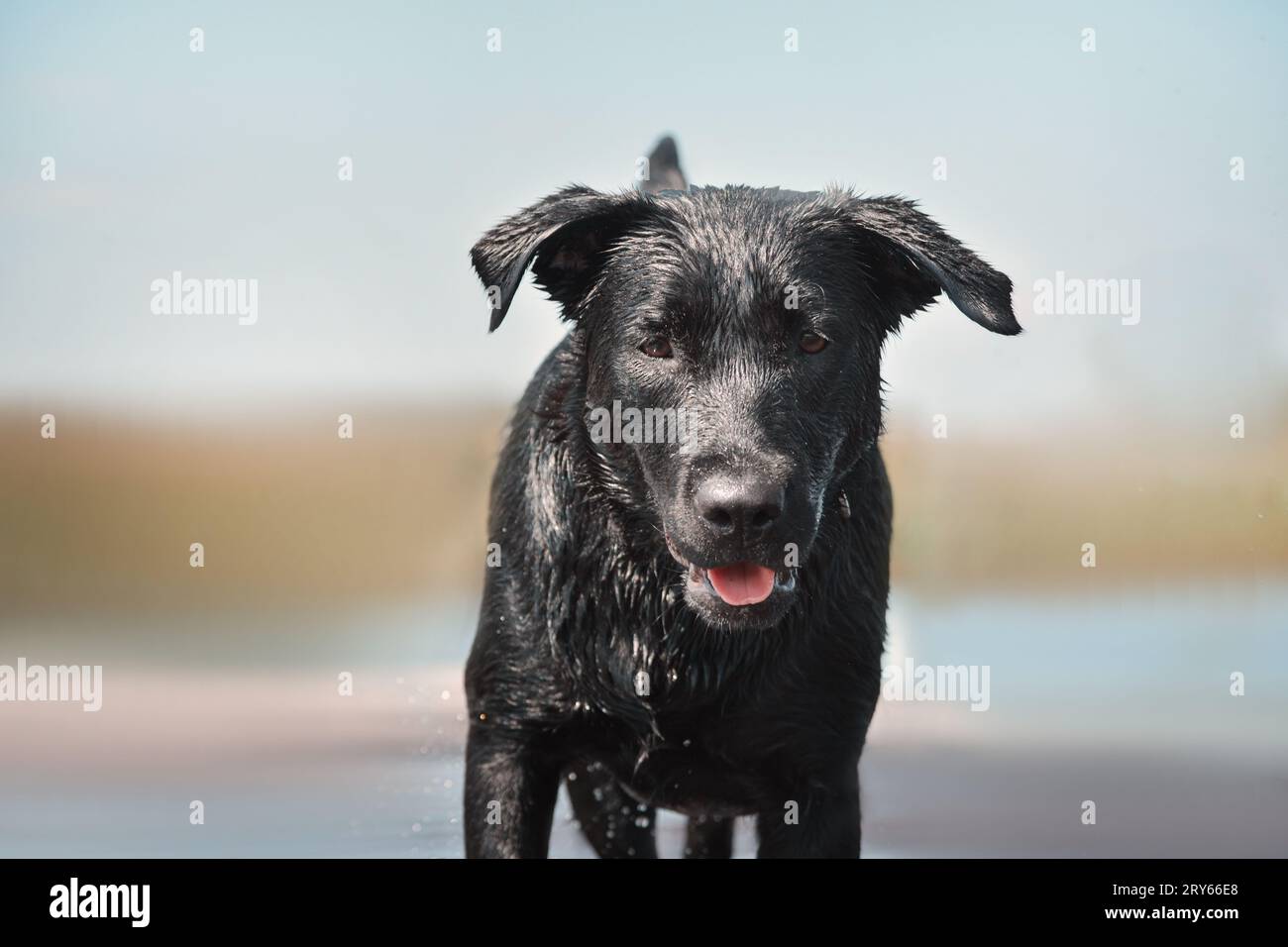 Wet labrador hi-res stock photography and images - Alamy