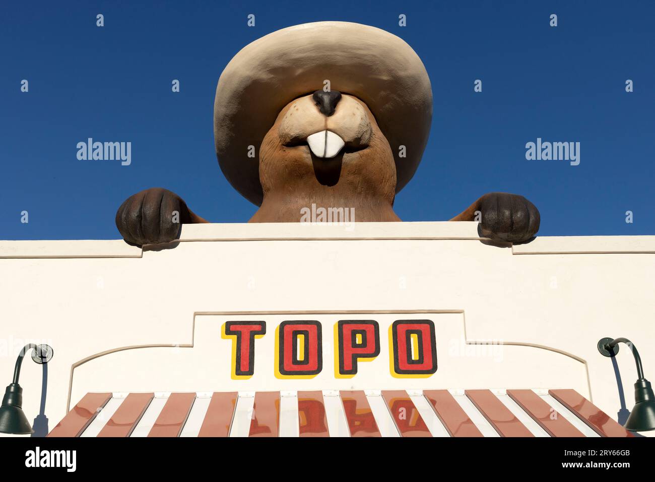 Buck toothed beaver hi-res stock photography and images - Alamy