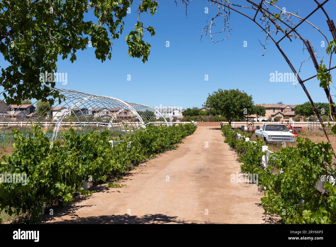 Agritopia suburban garden farm land with homes in distance Stock Photo ...