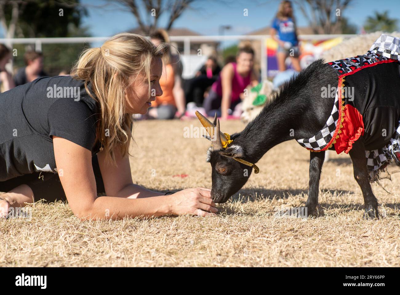 A woman facing a goat wearing a costume for goat yoga Stock Photo - Alamy
