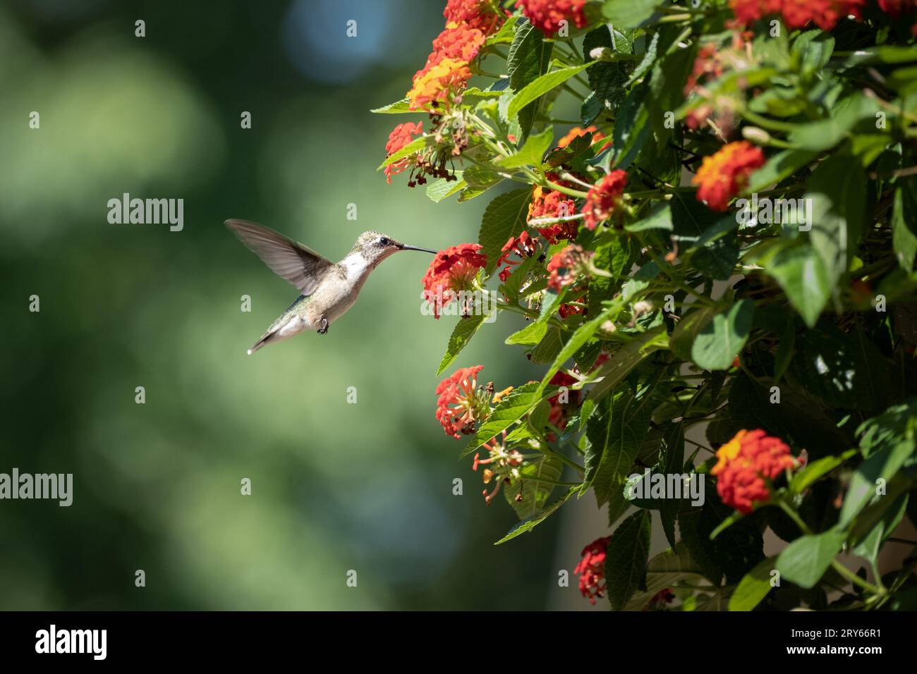 Vibrant hummingbird plumage hi-res stock photography and images - Alamy