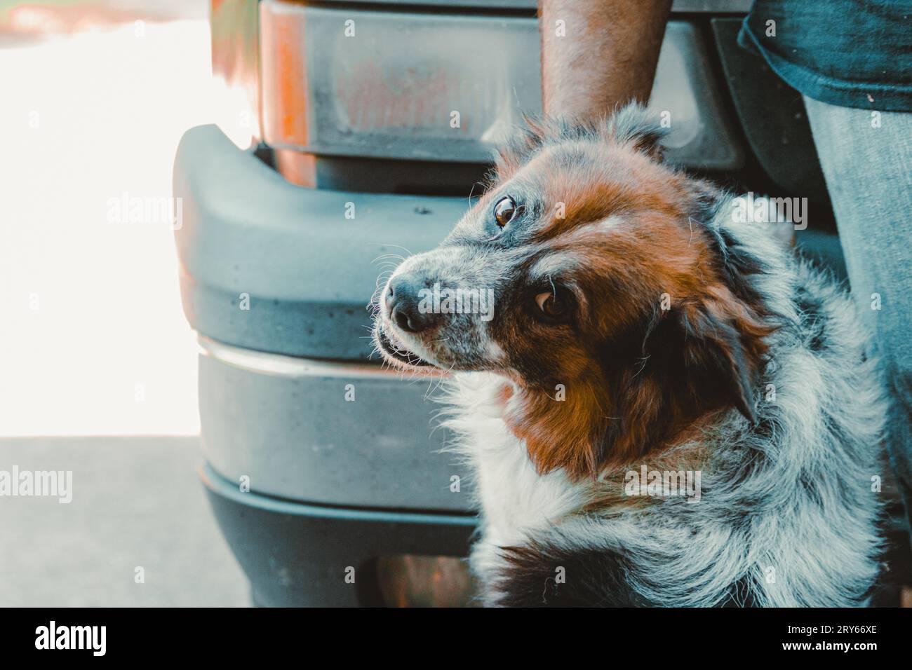Miniature Australian Shepherd Looking Back Stock Photo - Alamy