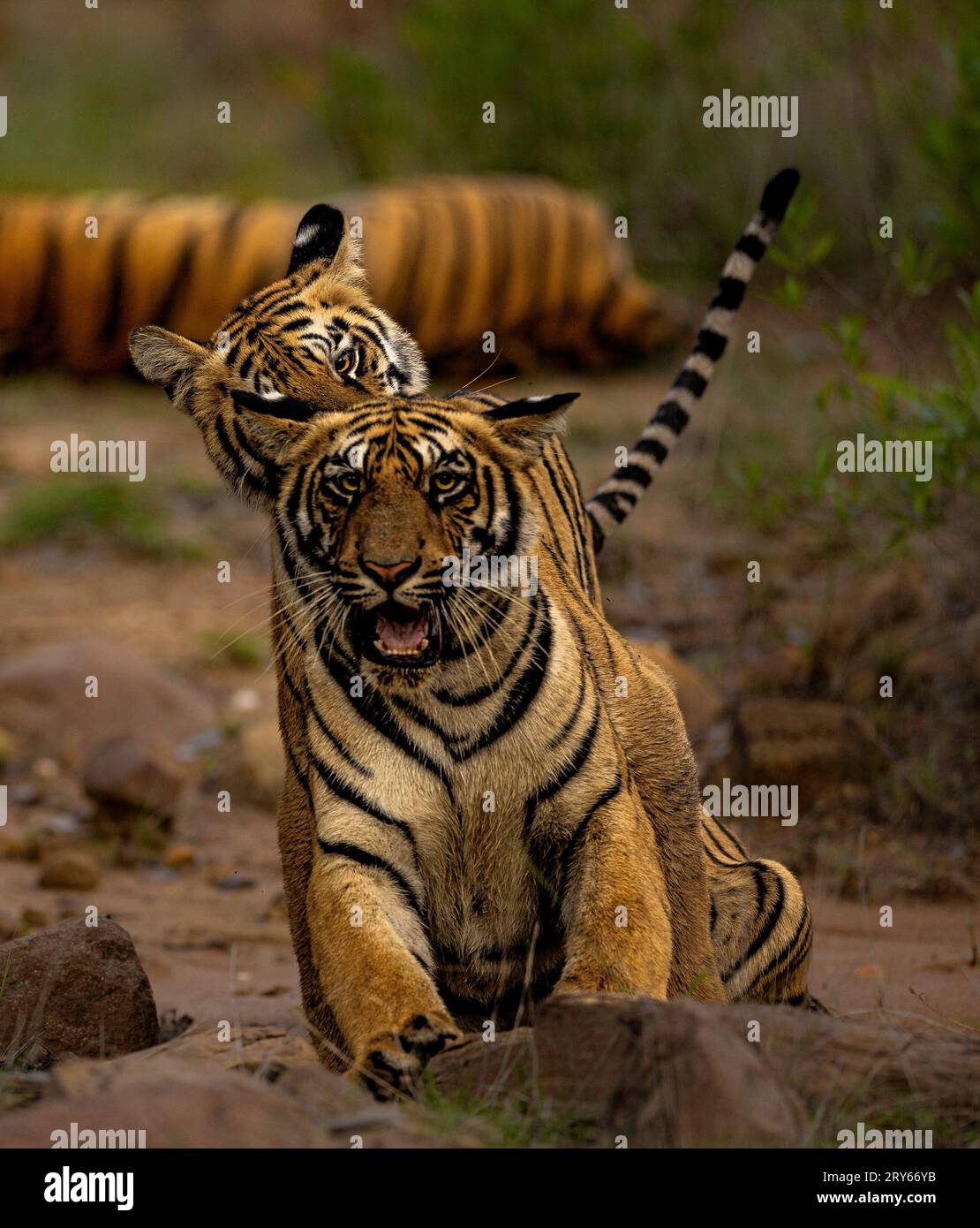 Tiger siblings chasing each other MAHARASHTRA INDIA HILARIOUS images of ...