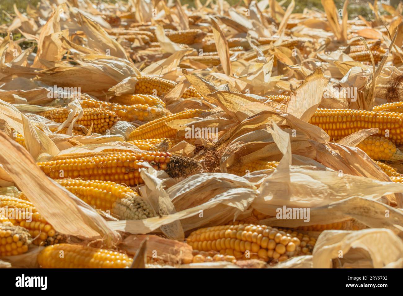 A pile of corn is laid out and dried in a field Stock Photo - Alamy