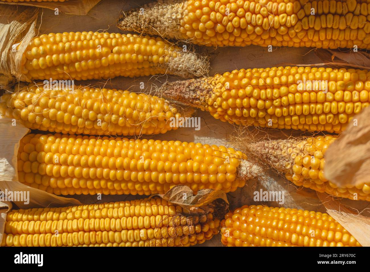 Corn grain in a mature head, top view Stock Photo - Alamy