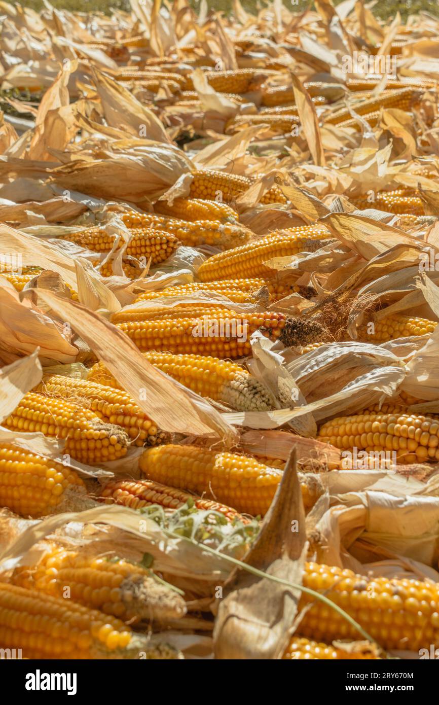 A pile of corn is laid out and dried in a field. Harvesting corn Stock ...