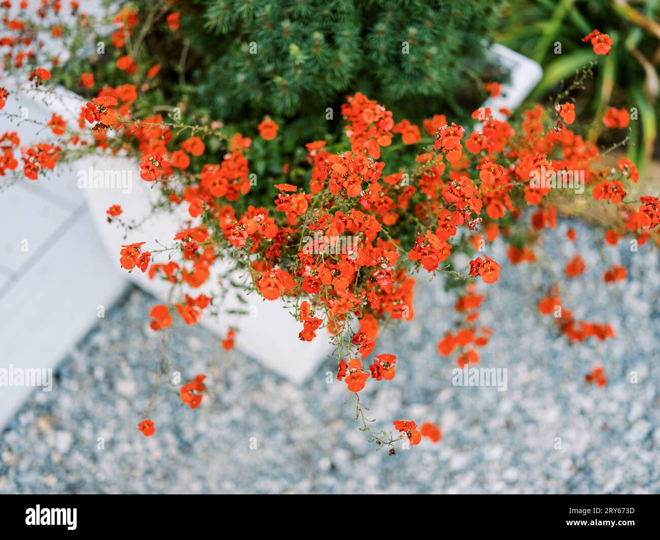 Bursting blooms hi-res stock photography and images - Alamy