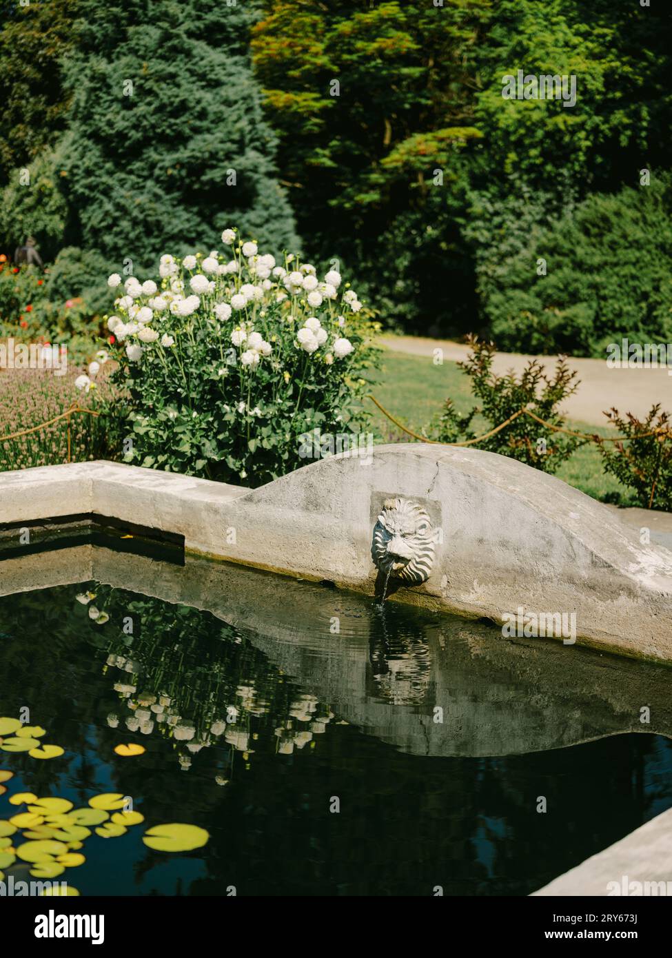Sunny reflection pond with lily pads and white flowers Stock Photo - Alamy