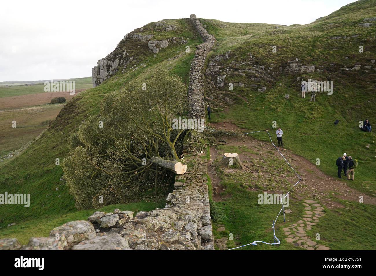 The felled Sycamore Gap tree, on Hadrian's Wall in Northumberland. A 16 ...