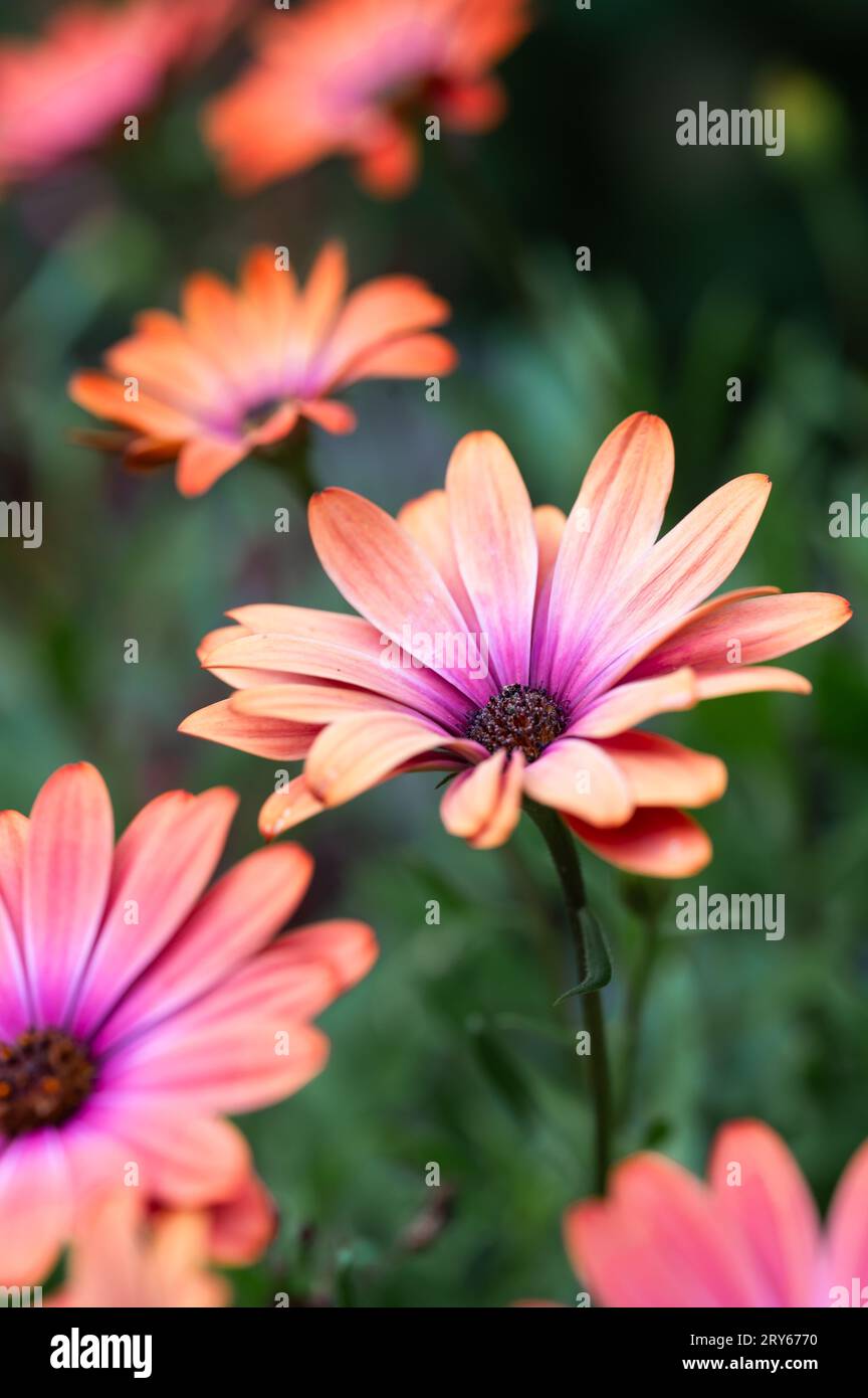 Pink african daisy osteospermum hi-res stock photography and images - Alamy