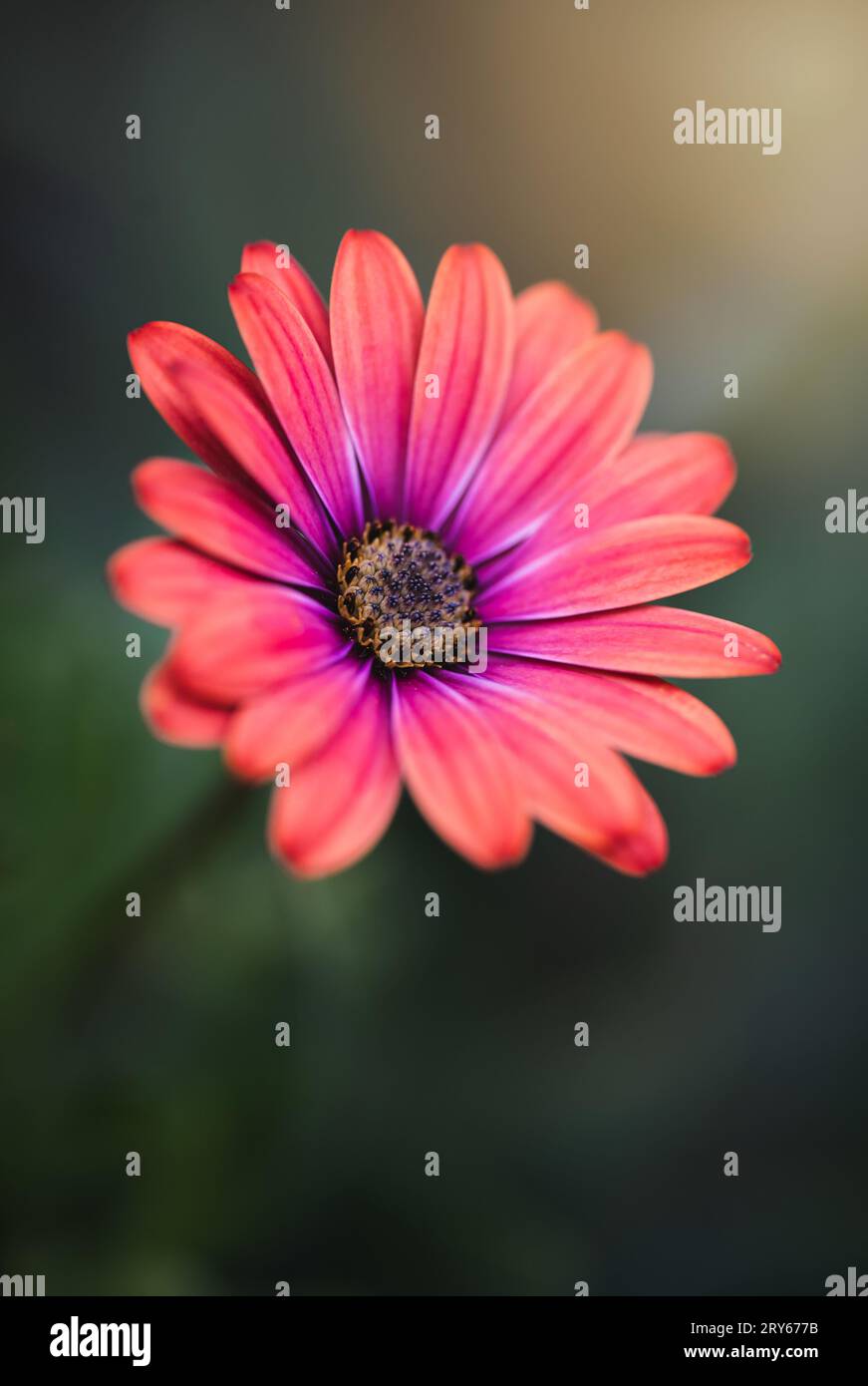 Pink african daisy hi-res stock photography and images - Alamy