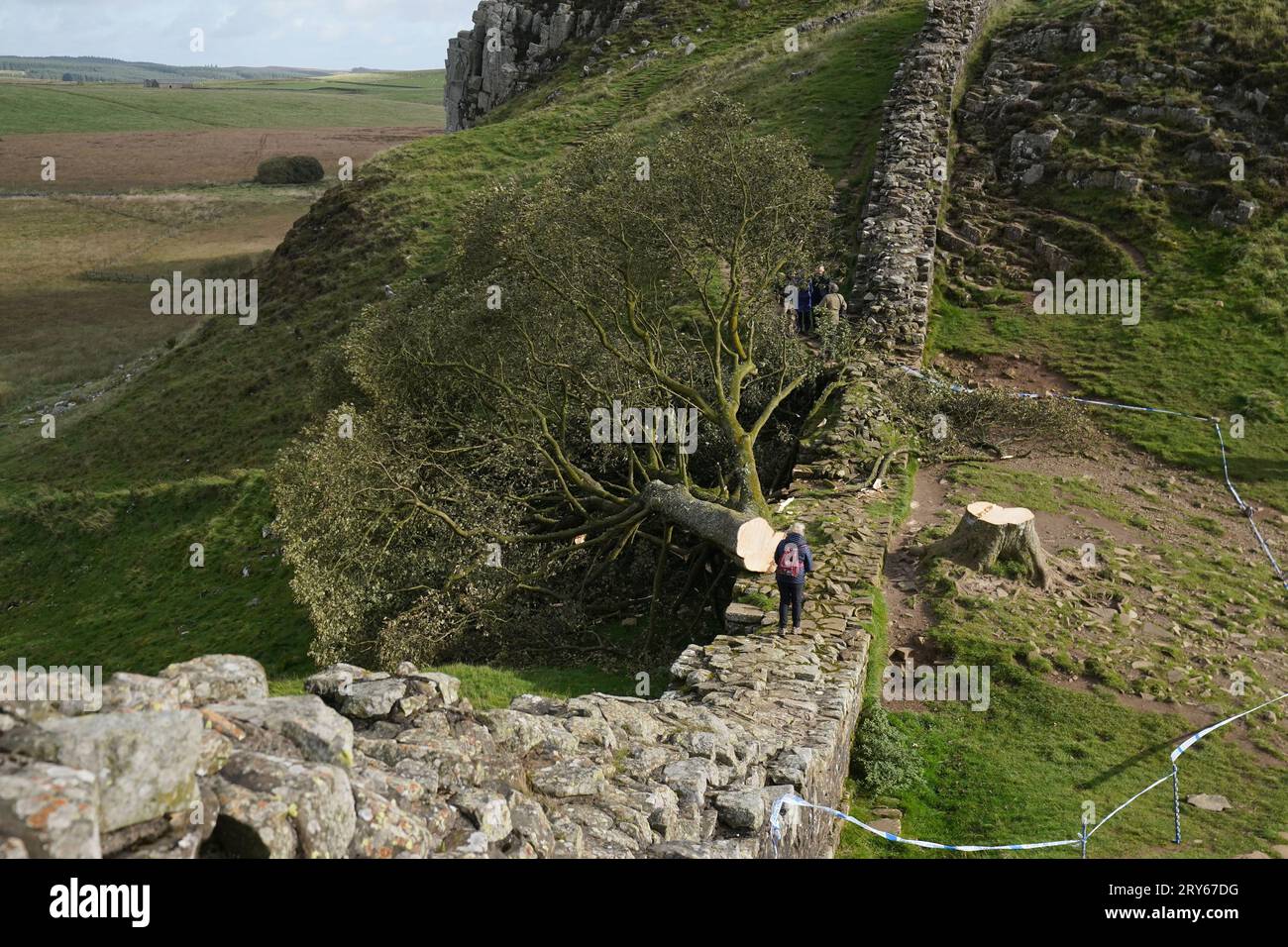 The felled Sycamore Gap tree, on Hadrian's Wall in Northumberland. A 16 ...