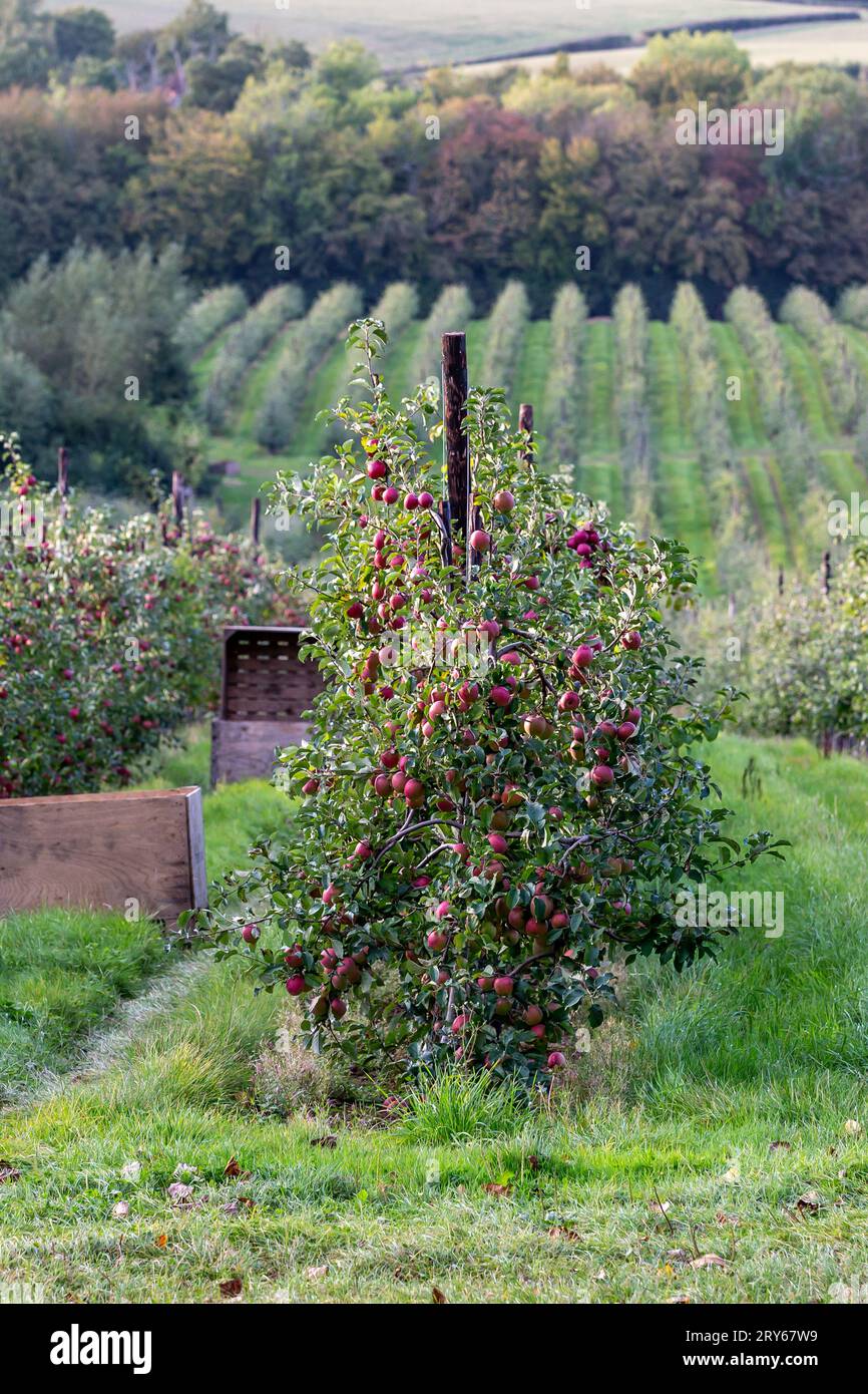 Apple orchard uk crops hi-res stock photography and images - Alamy