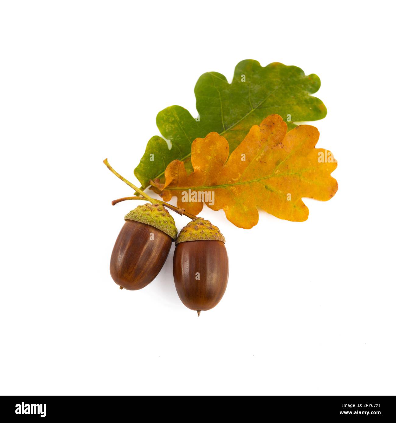 Acorns trees Cut Out Stock Images & Pictures - Alamy