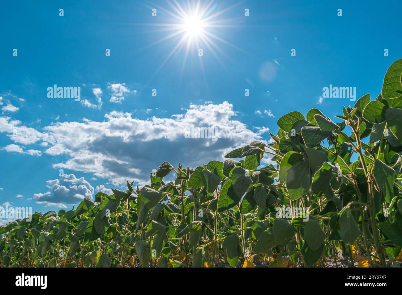 Soybean stalks reach towards the sun. Flowering soybeans on farm Stock ...