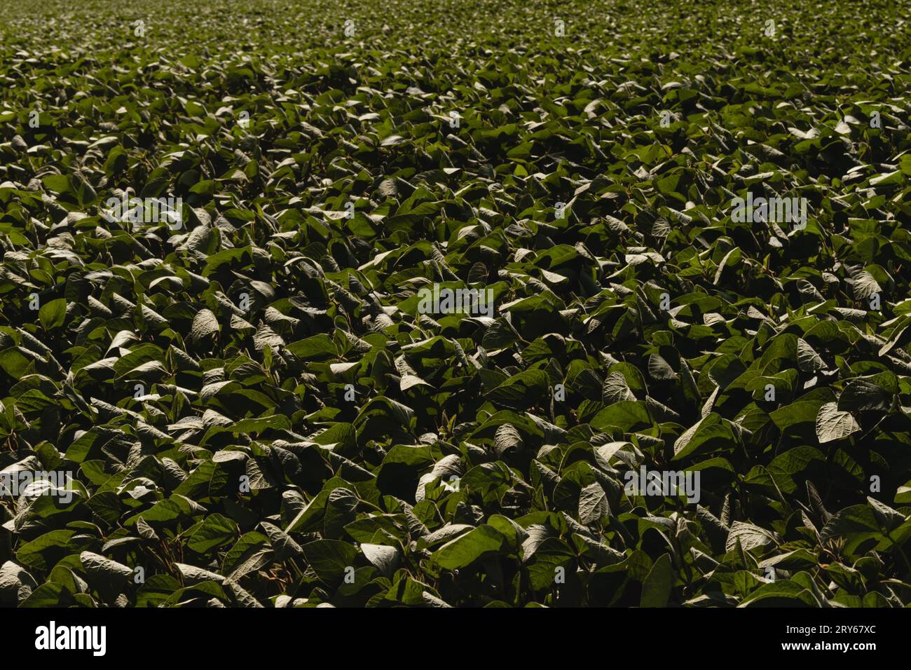 Young soybean stalks bend in strong winds on a farm, selective focus ...