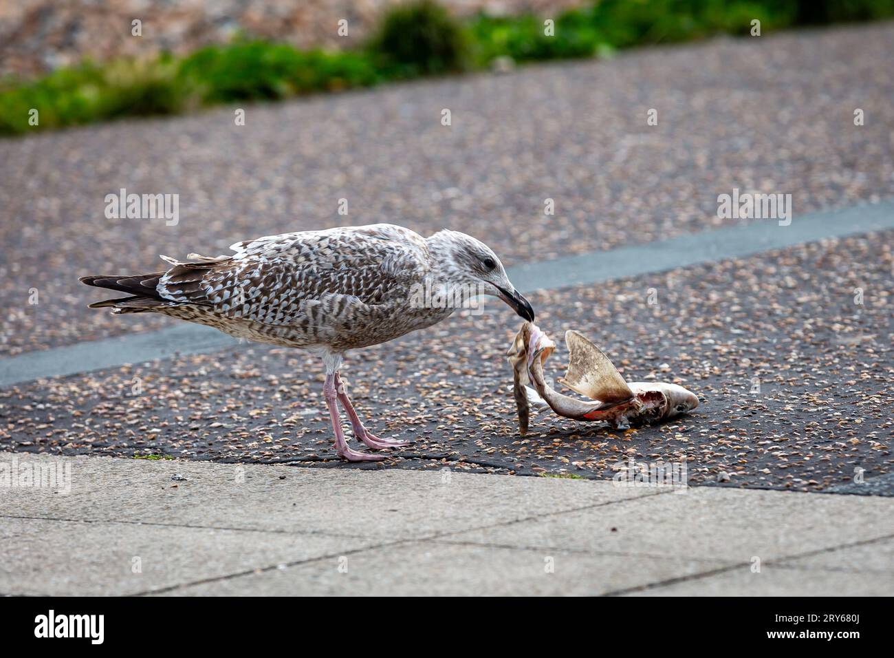 A close up of a seagull eating a fish whilst on a pavement at the ...