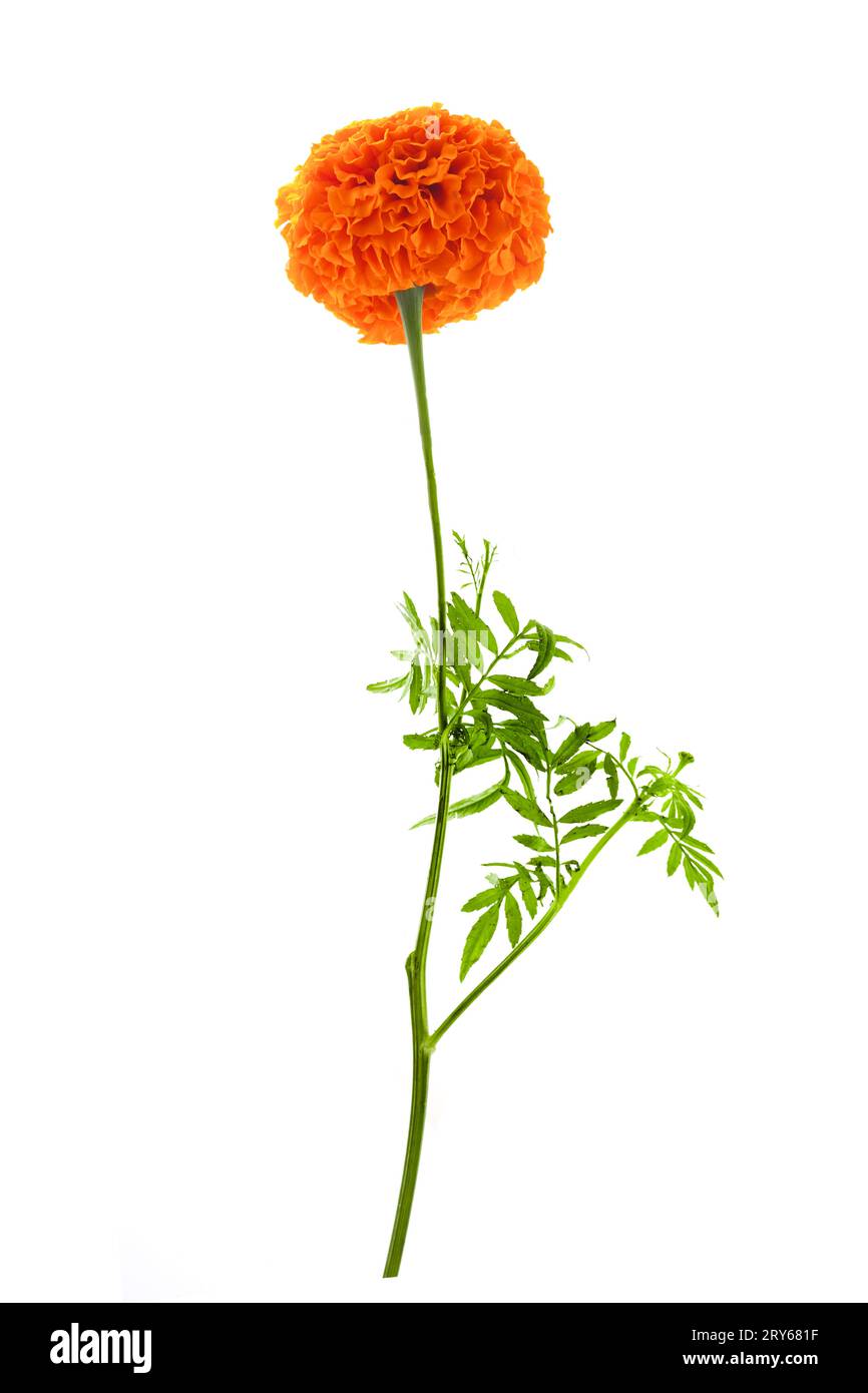 Cempasuchil orange flower on white background. Mexican flower Stock ...