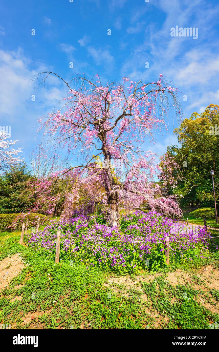 Beautiful Weeping Sakura at Awataguchi Aokusu no Niwa Park in Kyoto ...
