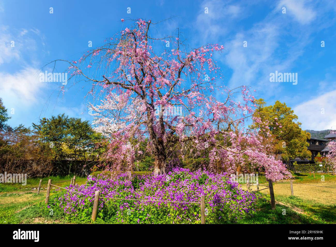Beautiful Weeping Sakura at Awataguchi Aokusu no Niwa Park in Kyoto ...