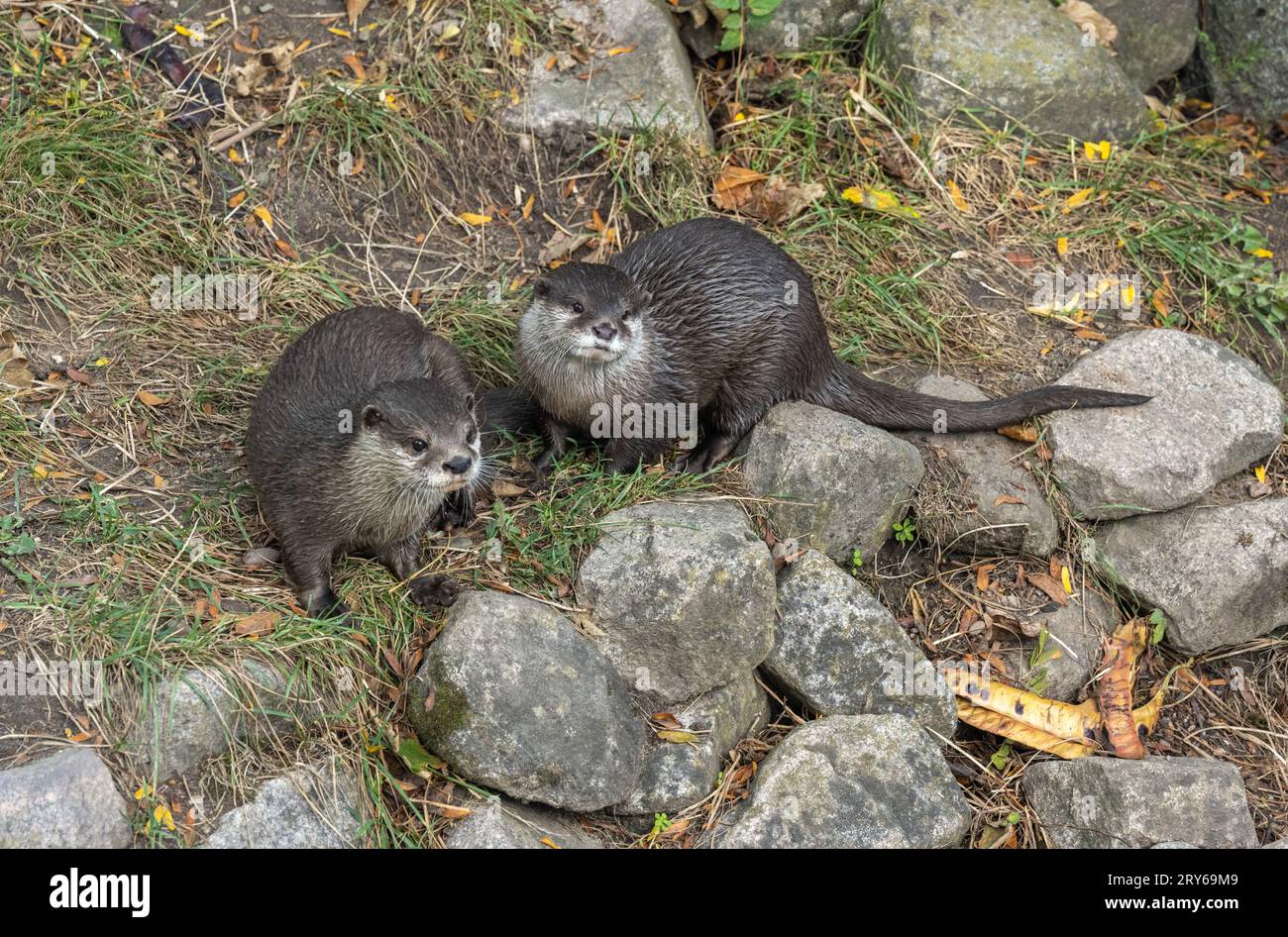 Close up of Asian small-clawed otter (Aonyx cinerea) are lively and ...