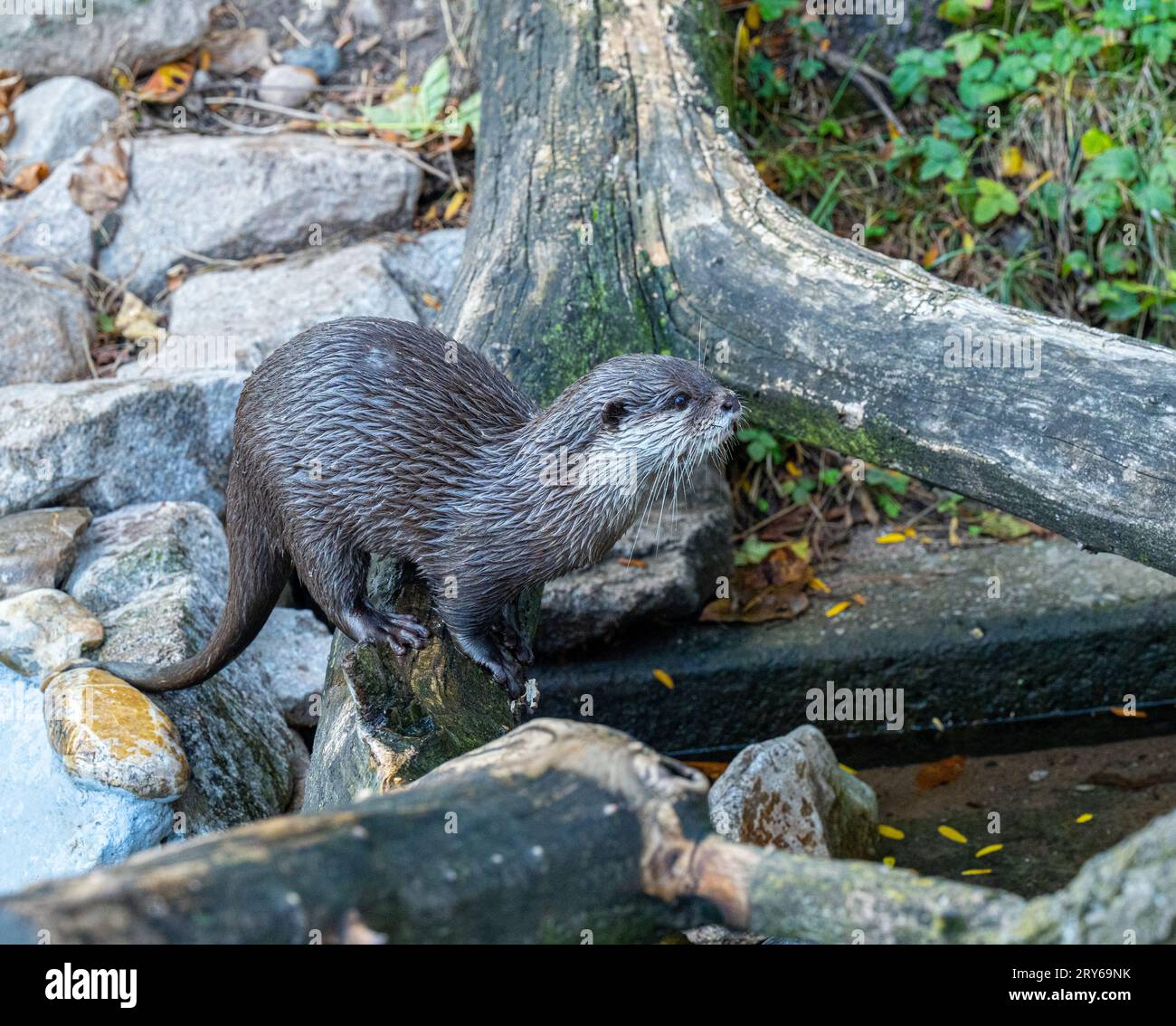 Close up of Asian small-clawed otter (Aonyx cinerea) are lively and ...