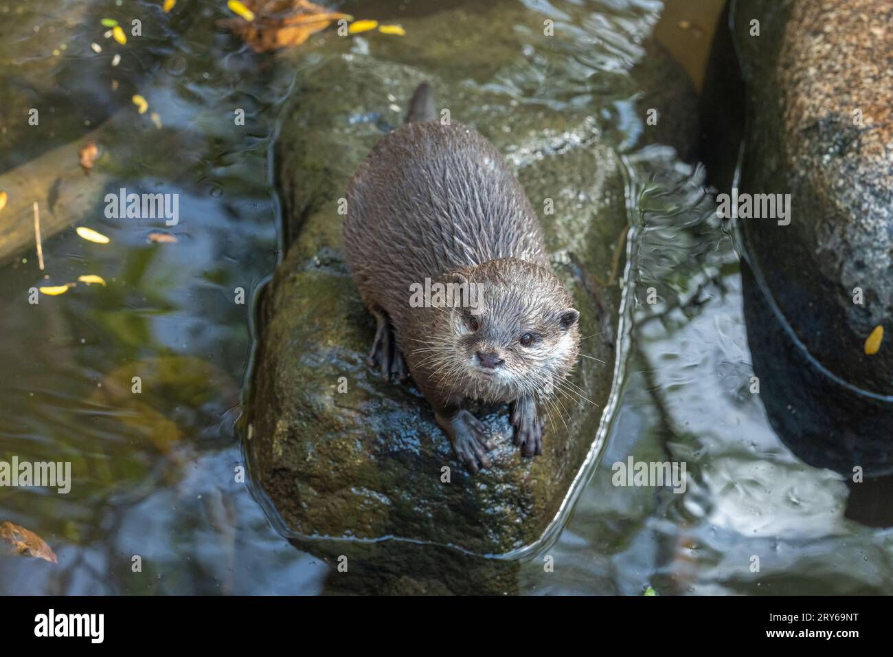 Close up of Asian small-clawed otter (Aonyx cinerea) are lively and ...