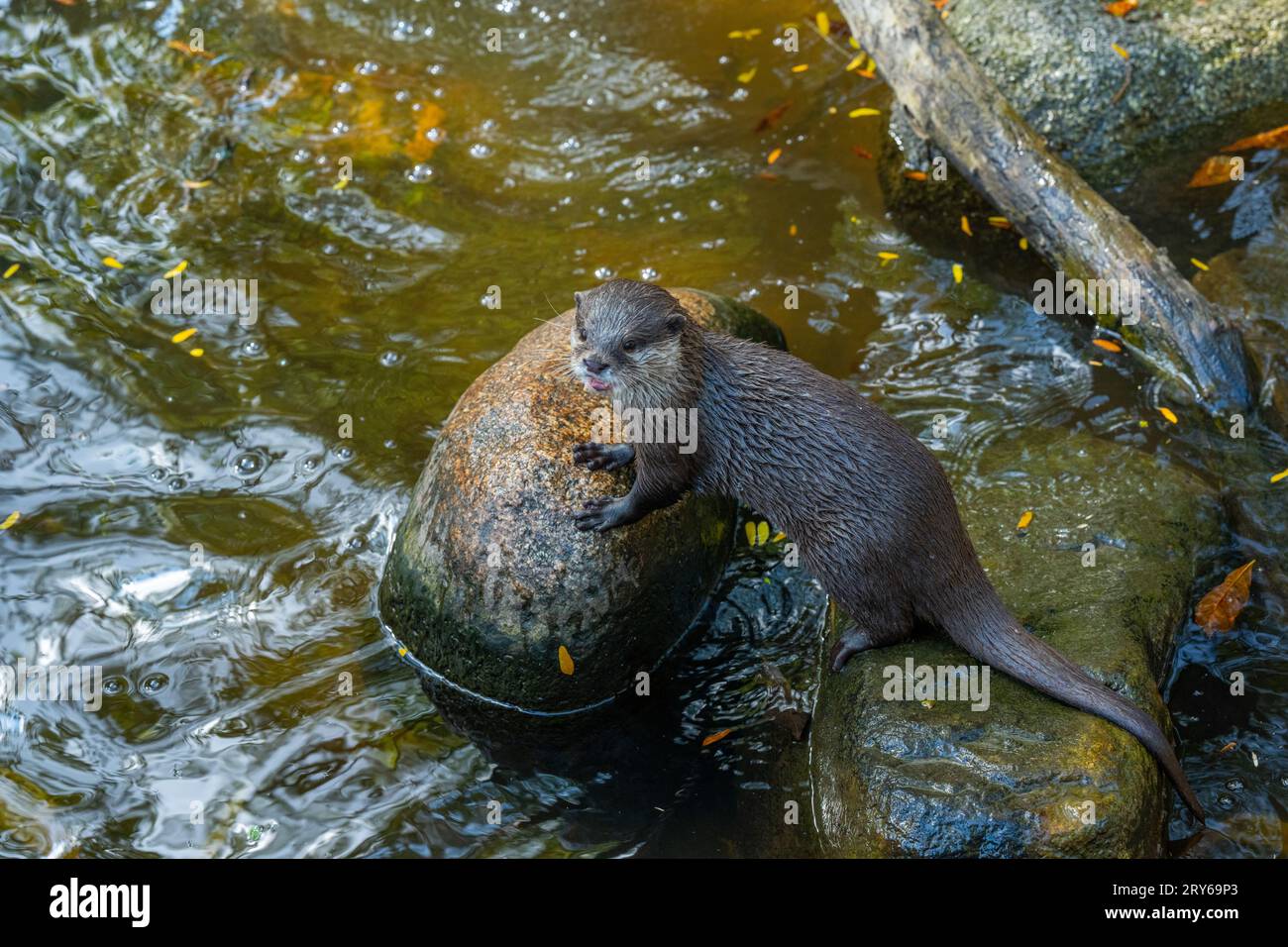 Close up of Asian small-clawed otter (Aonyx cinerea) are lively and ...