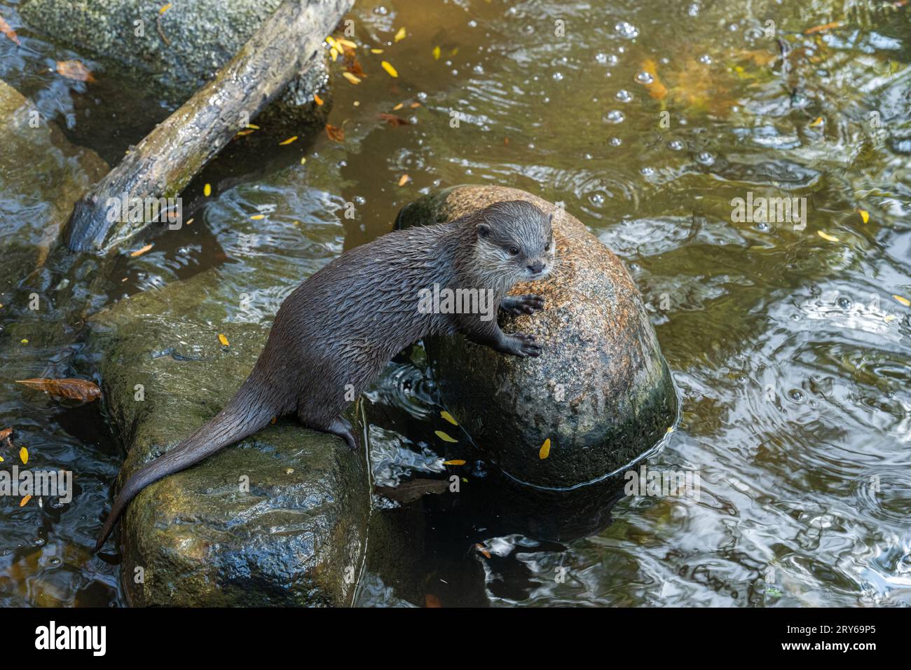 Close up of Asian small-clawed otter (Aonyx cinerea) are lively and ...