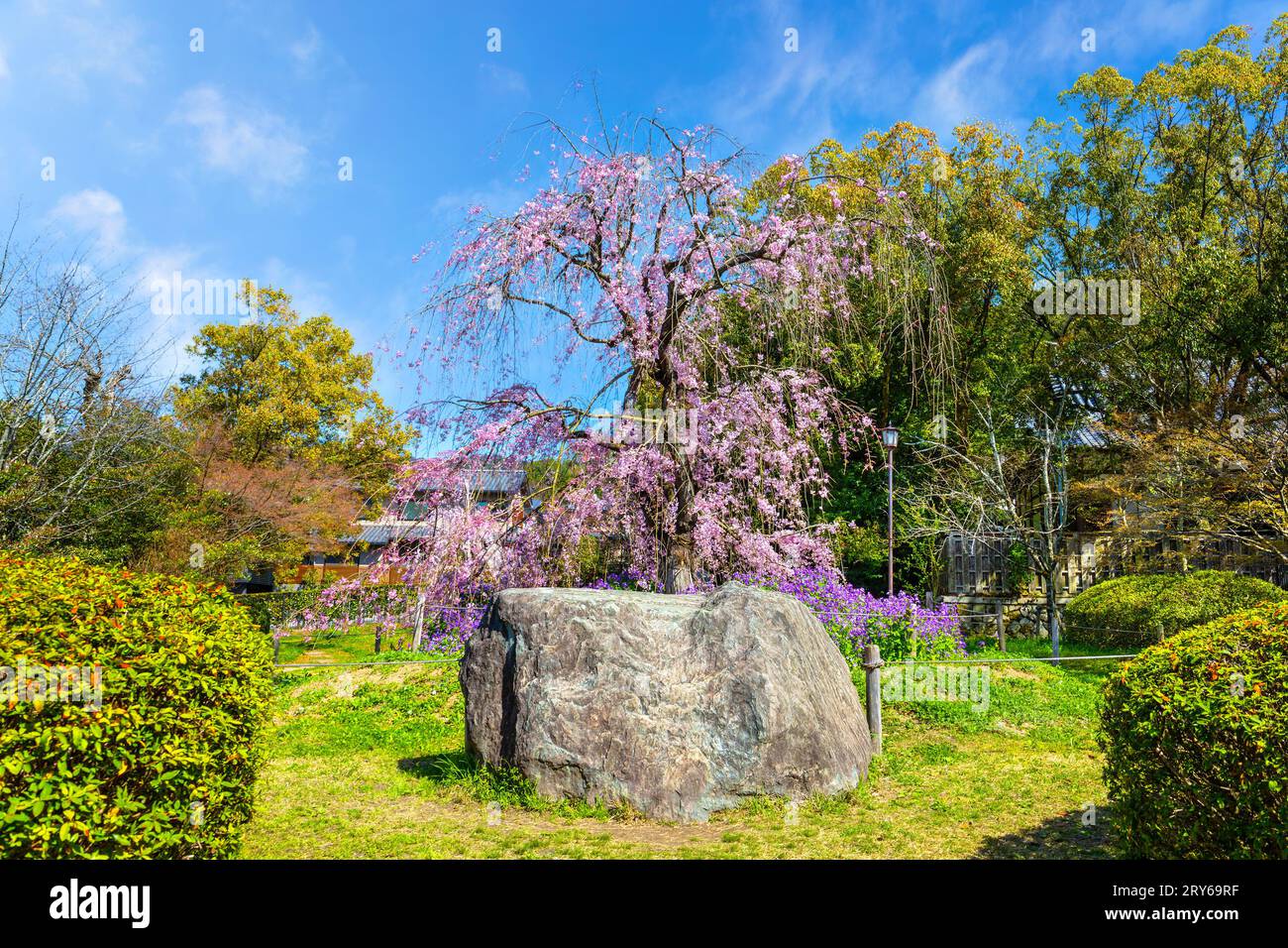 Beautiful Weeping Sakura at Awataguchi Aokusu no Niwa Park in Kyoto ...