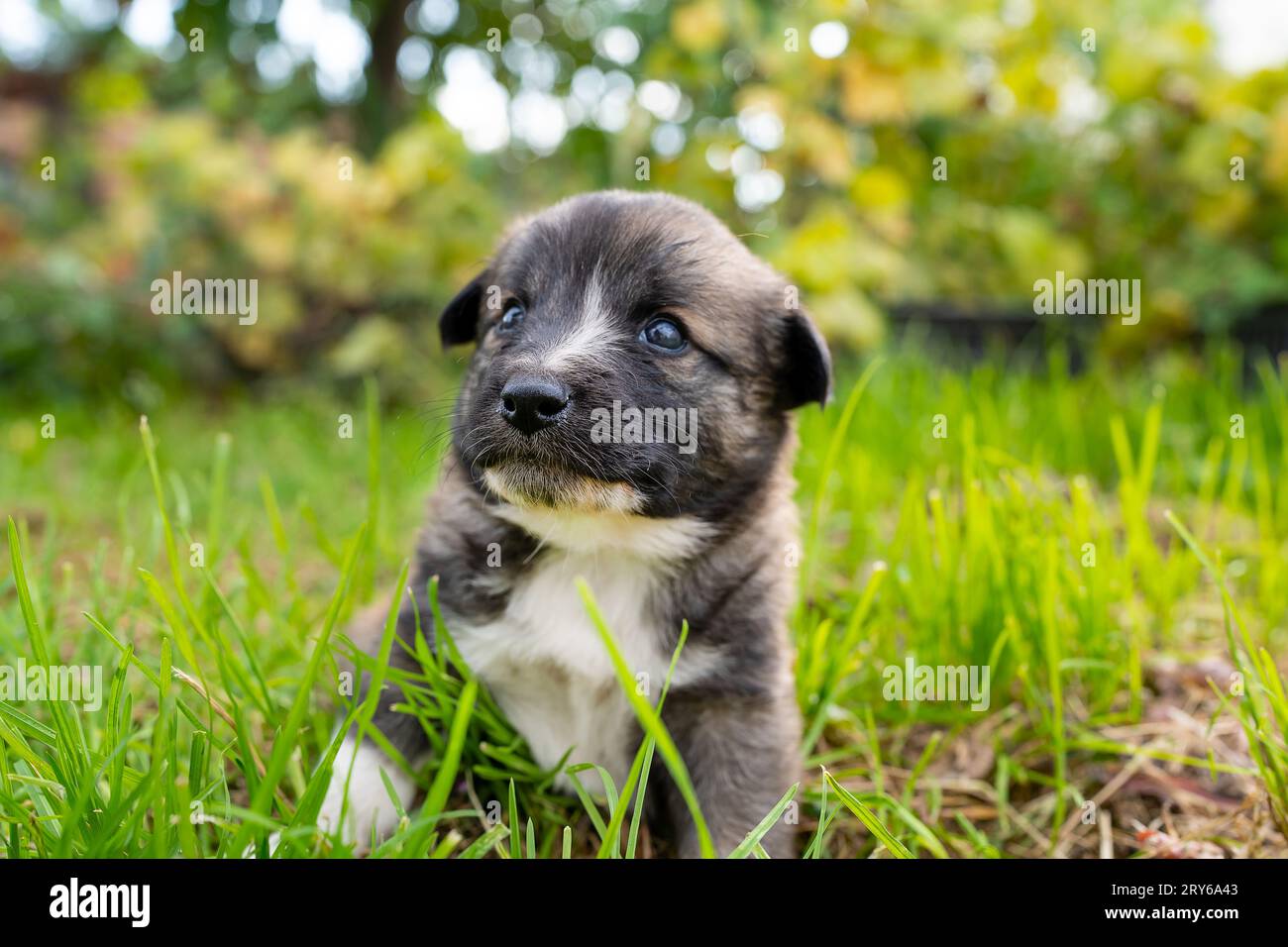 Cute little german shepherd puppy on green grass outdoor. Portrait of ...