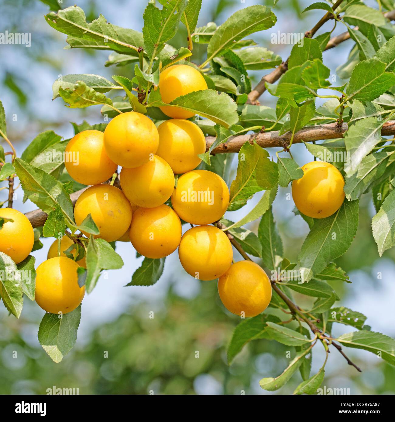 Ripe yellow wild plums, Prunus cerasifera Stock Photo - Alamy