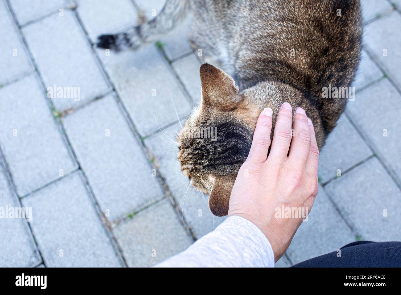 Female hand stroking cat's head on the pavement. High quality photo ...