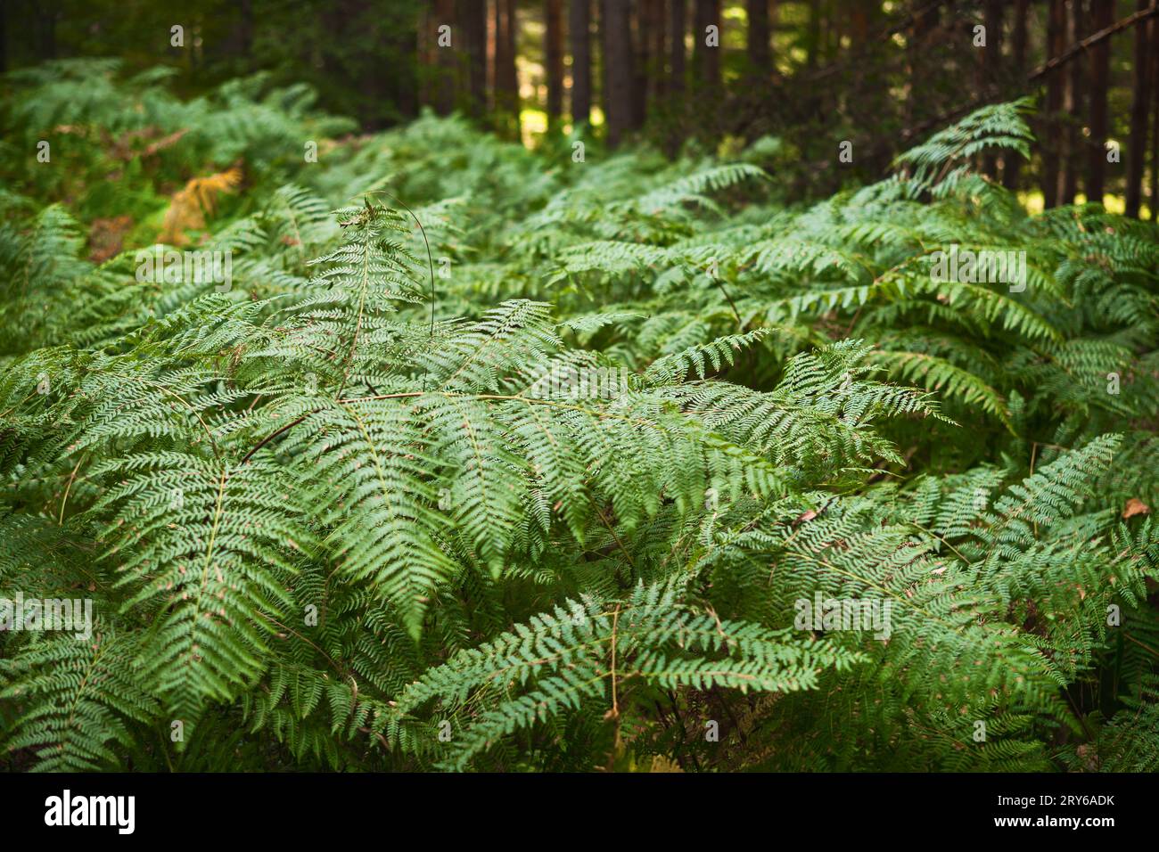 Dense thickets of fern in a pine forest, restoration of health and ...
