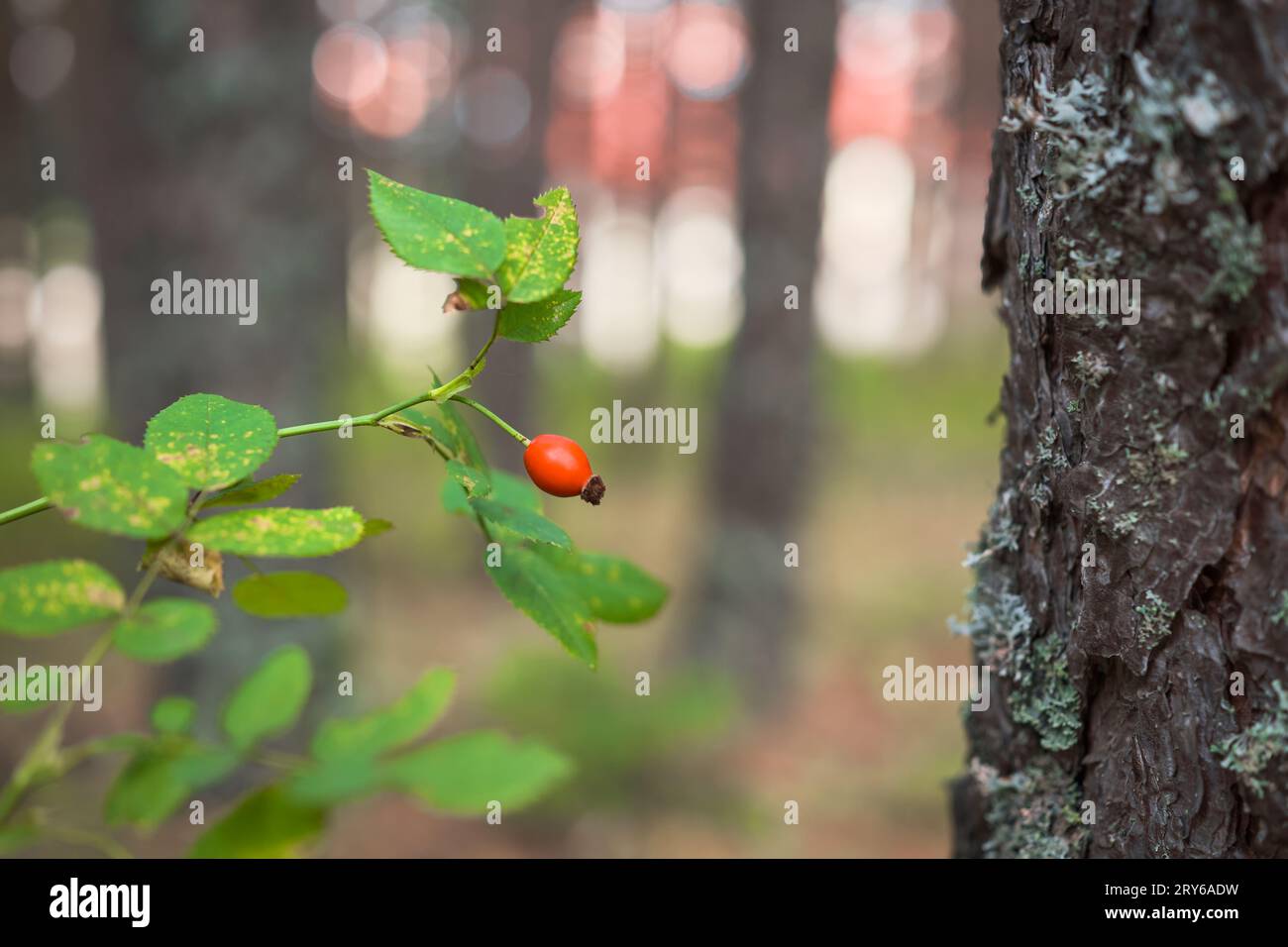 Ripe rosehip against forest background, postcard about relaxing in ...