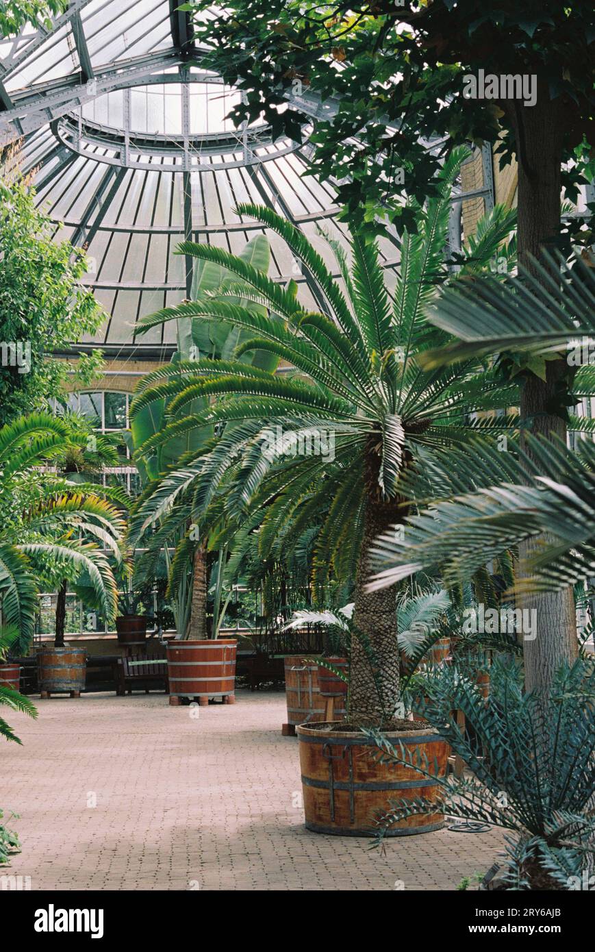 Amsterdam, Netherlands - 7 1 2020: Large palm trees inside huge flower ...