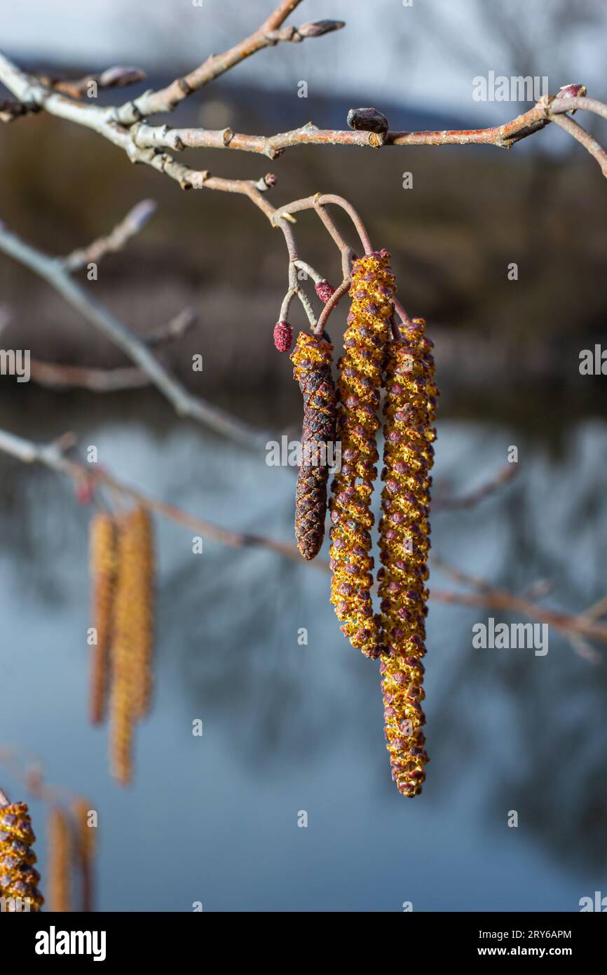Small branch of black alder Alnus glutinosa with male catkins and ...