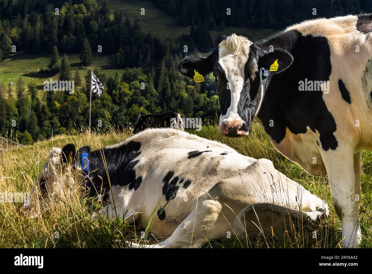 The primeval landscape of Brecca is a varied hiking area. Schwarzsee ...