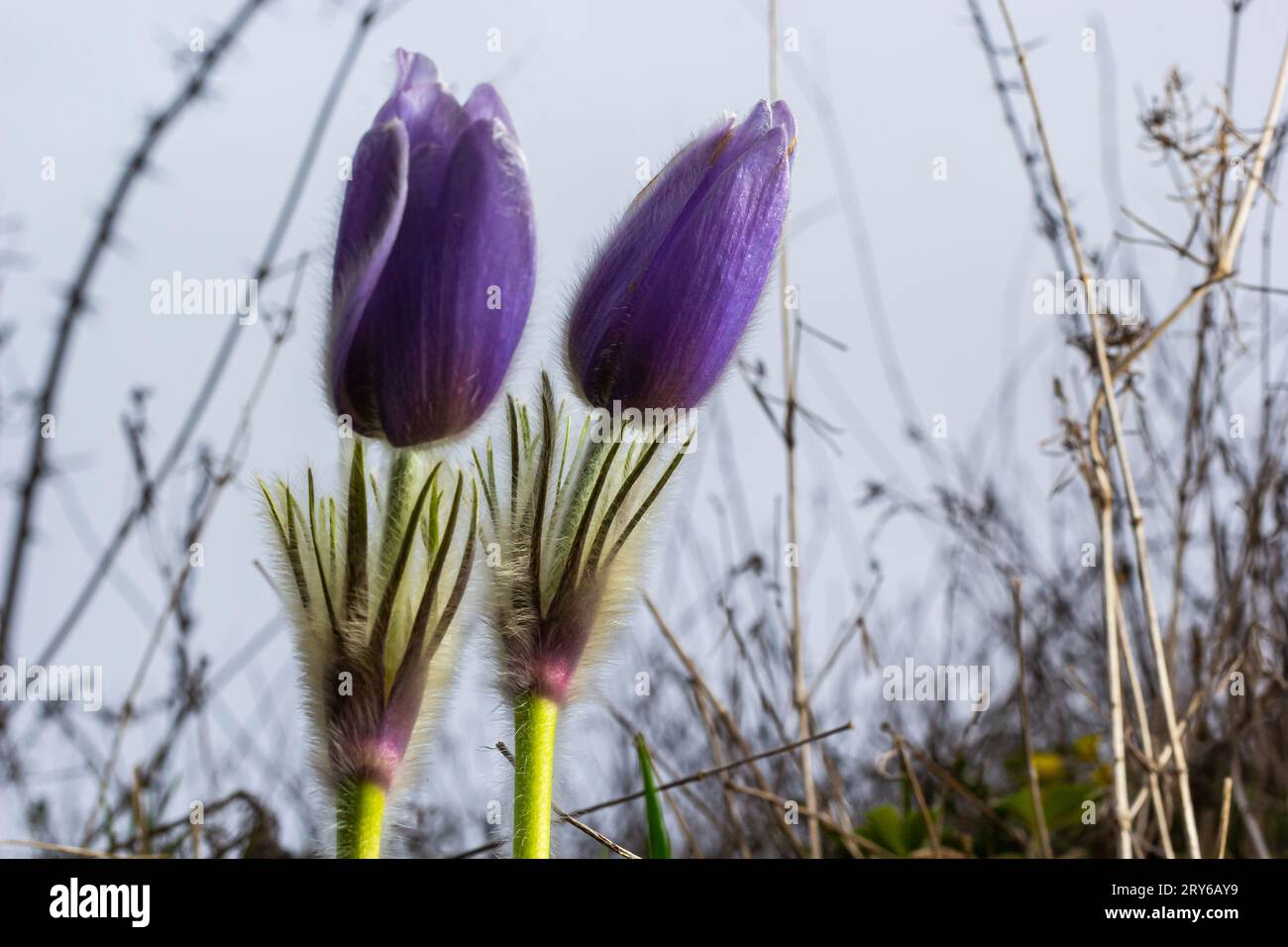 Pulsatilla slavica. Spring flower in the forest. A beautiful purple ...