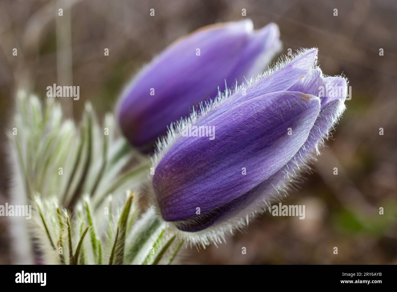 Pulsatilla slavica. Spring flower in the forest. A beautiful purple ...