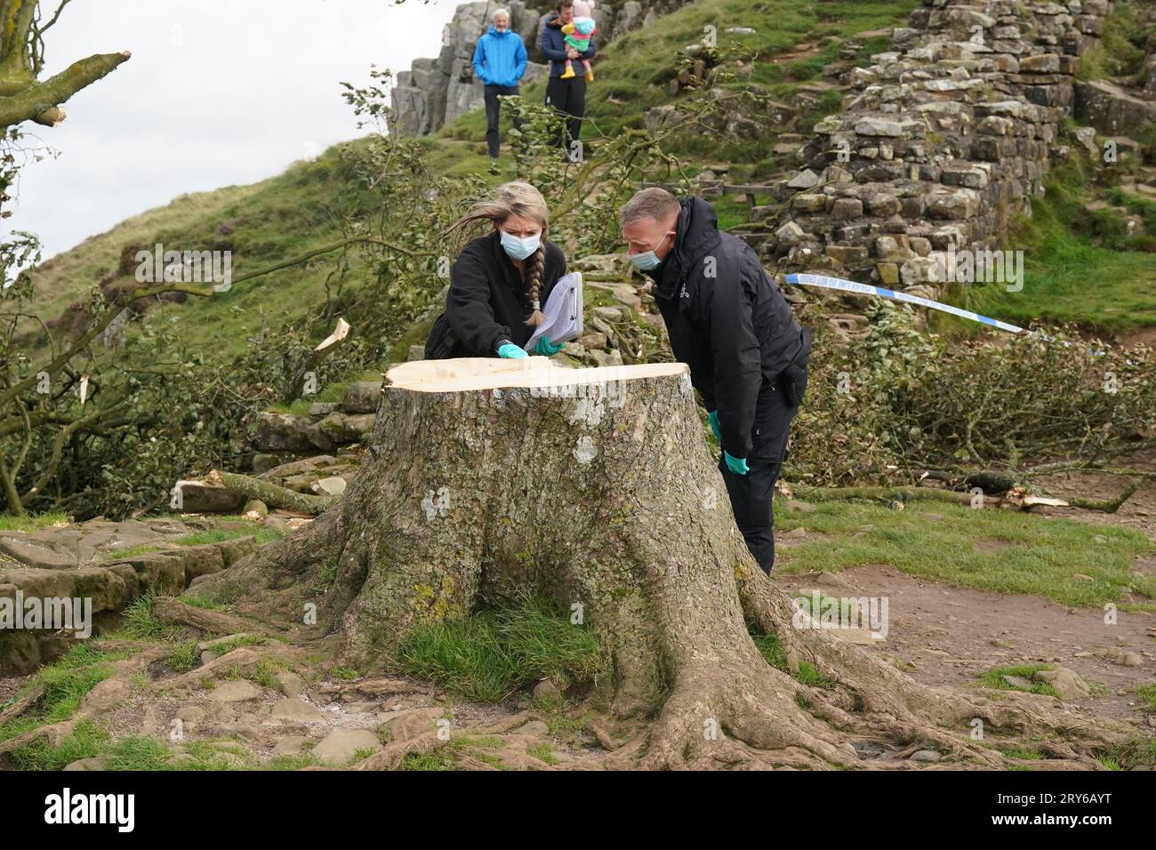 Forensic investigators from Northumbria Police examine the felled ...