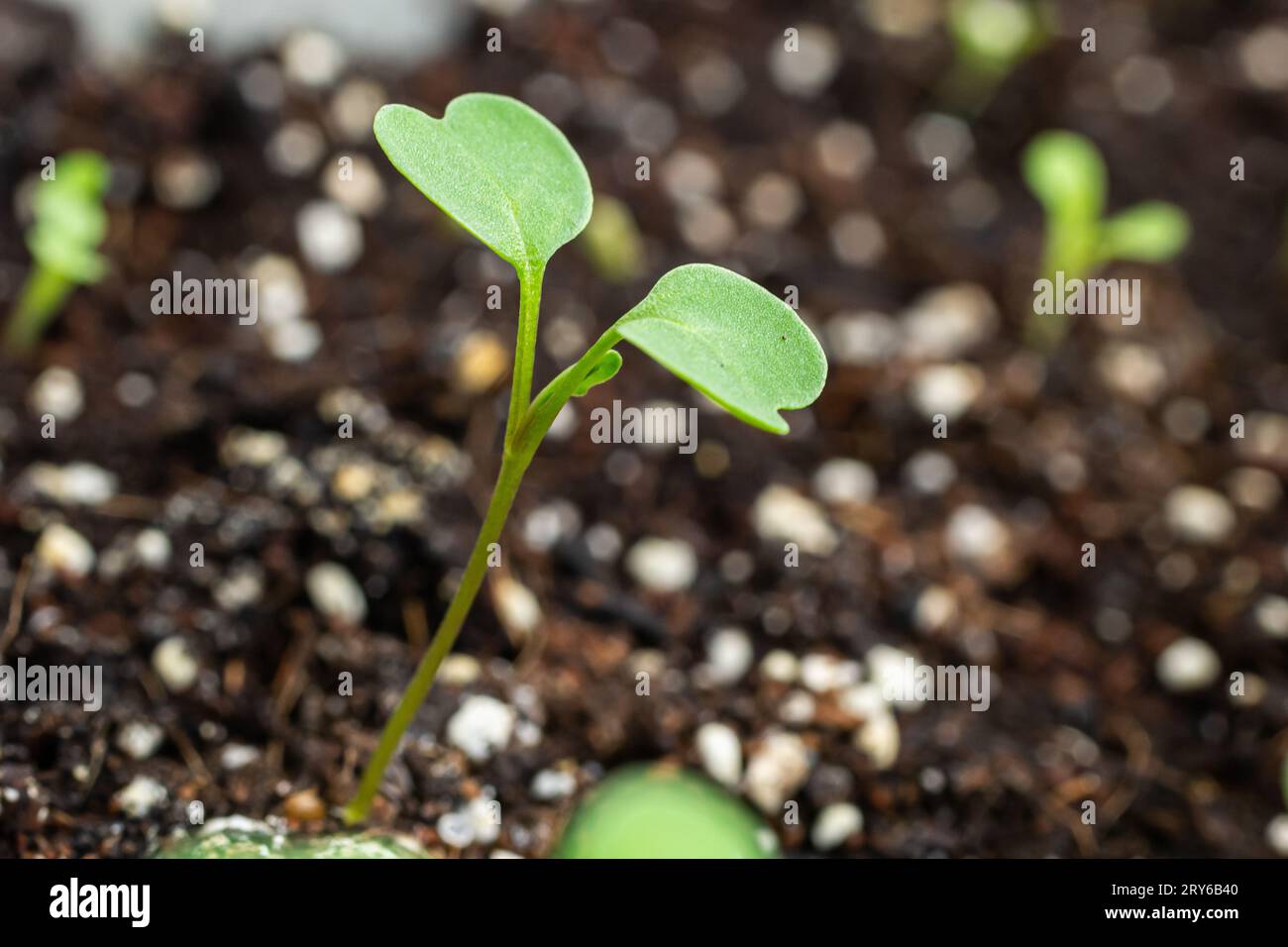 Top view of young plants seedlings in soil. Seedlings are prepared ...