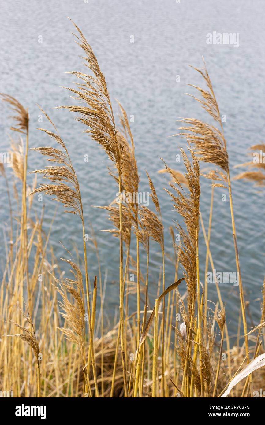 Common reed Phragmites australis. Thickets of fluffy dry trunks of ...
