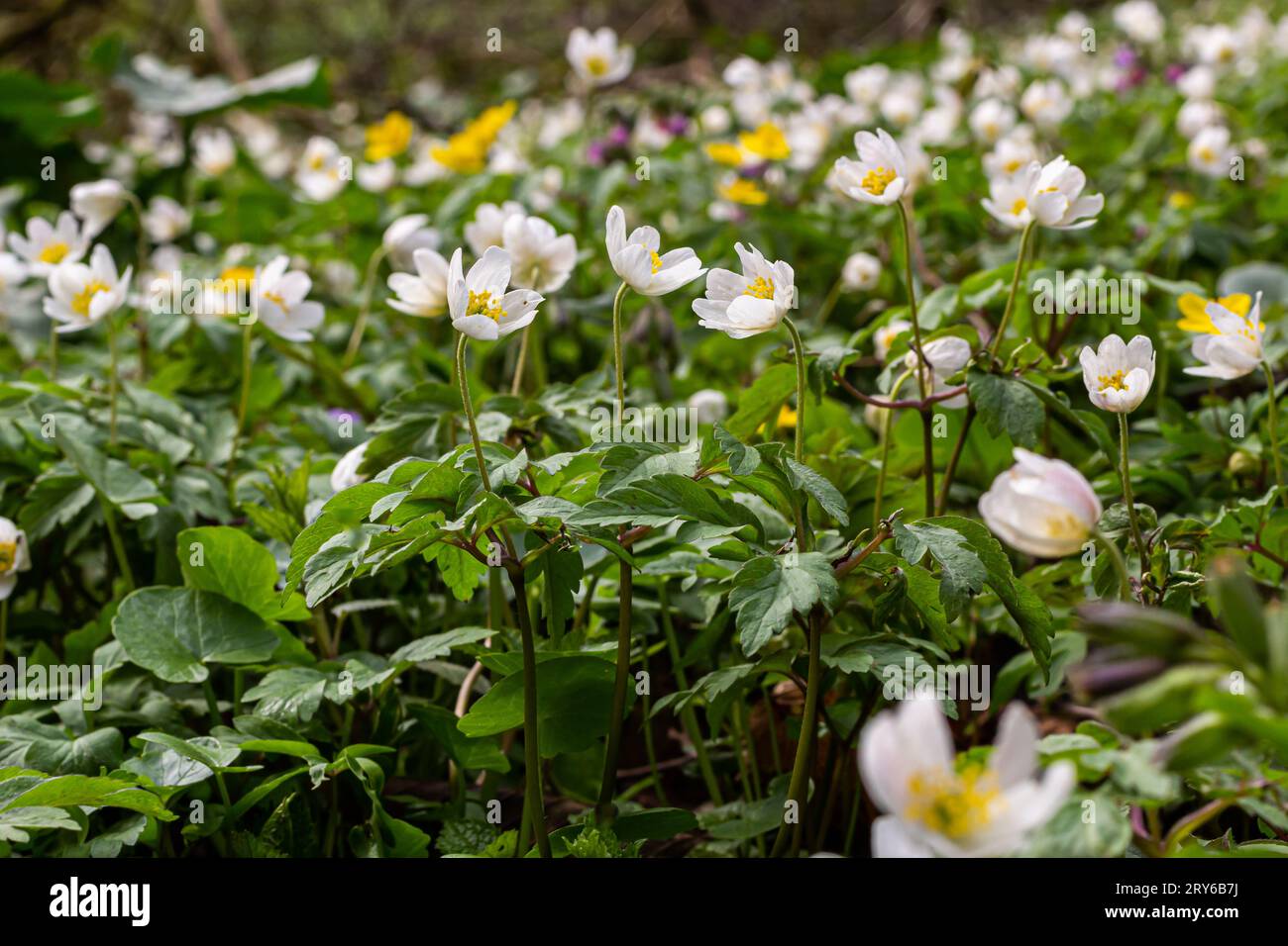 The many white wild flowers in spring forest. Blossom beauty, nature ...