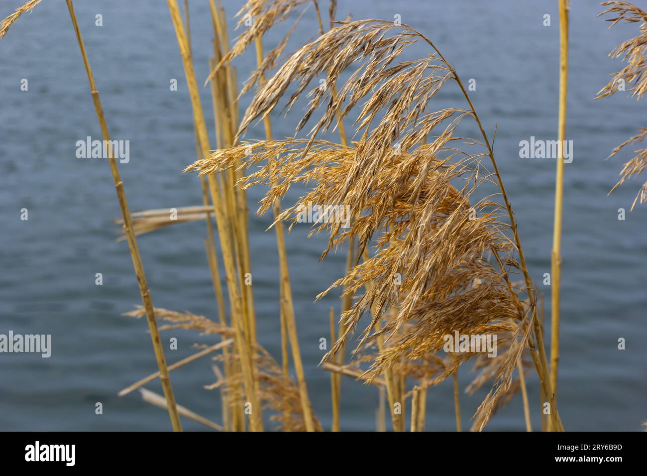 Common reed Phragmites australis. Thickets of fluffy dry trunks of ...