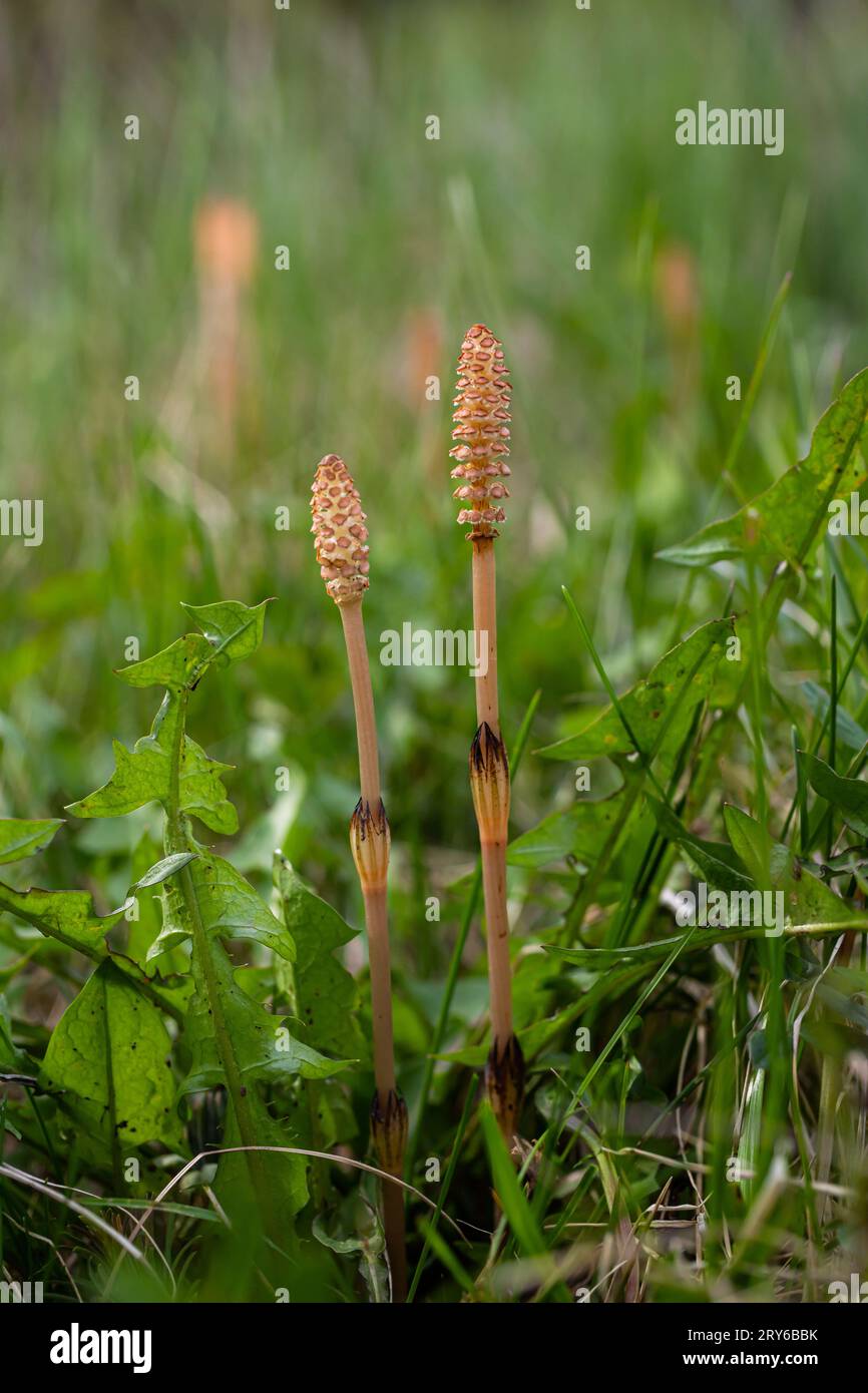 Selective focus. A spore-bearing shoot of the horsetail Equisetum ...