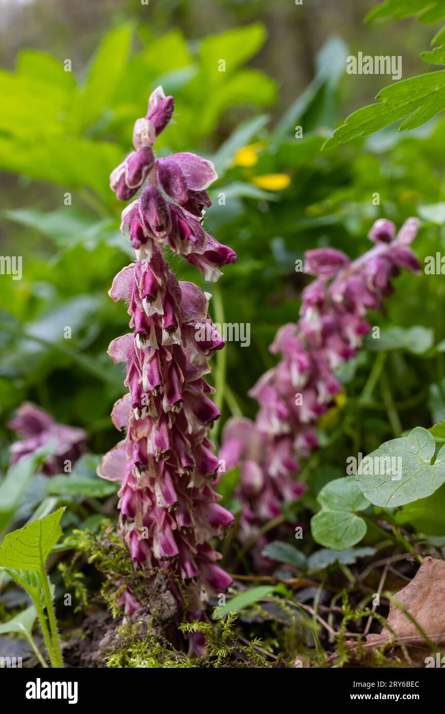 Lathraea squamaria plant is a parasite in the woods of Europe. Pink ...