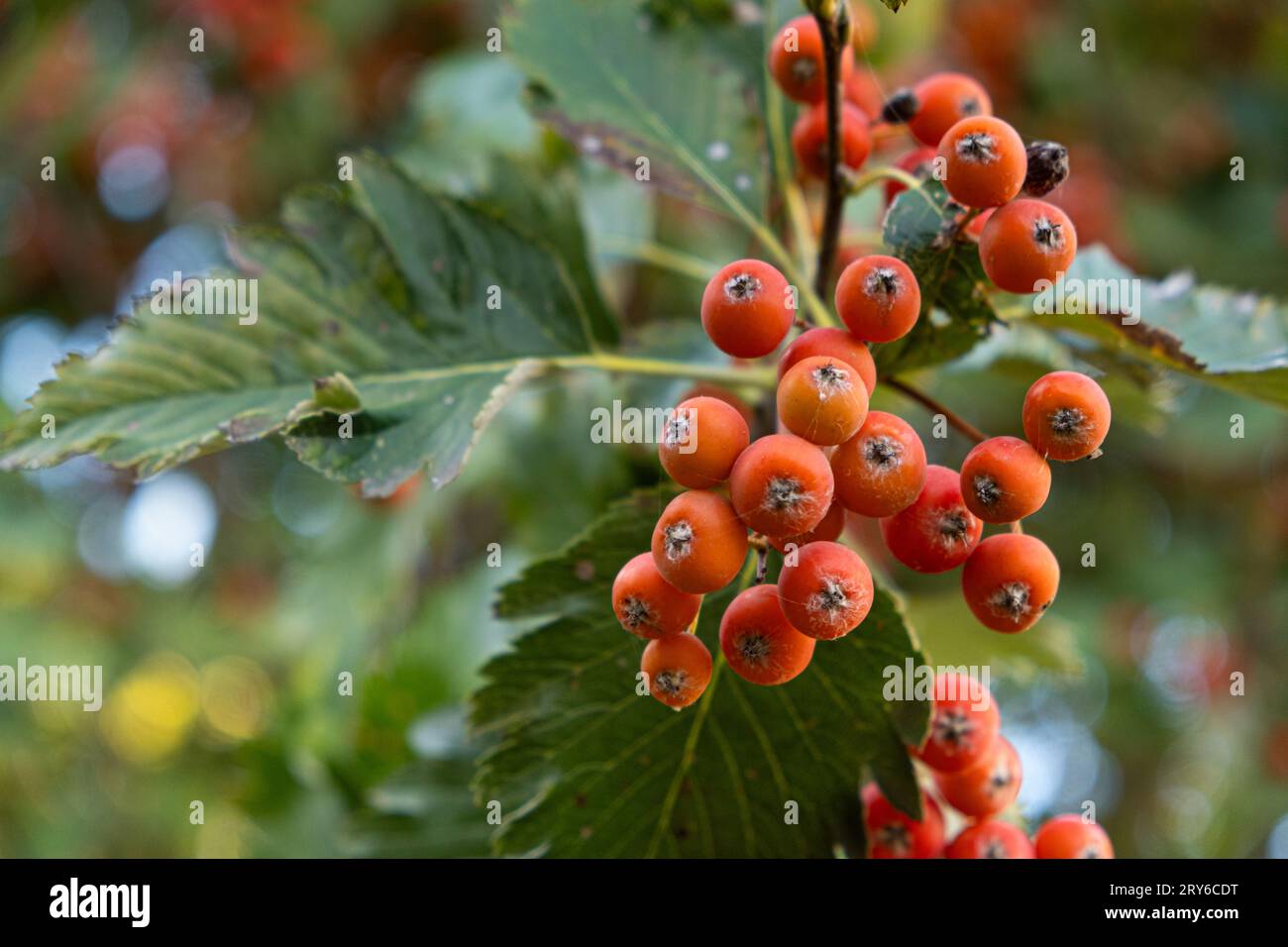 Cobwebs on rowan berries. Disease of the Scandinavian rowan tree Stock ...