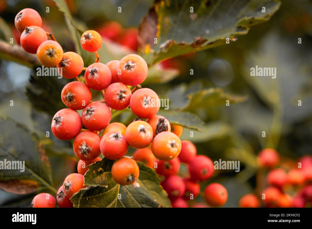Cobwebs on rowan berries. Disease of the Scandinavian rowan tree Stock ...