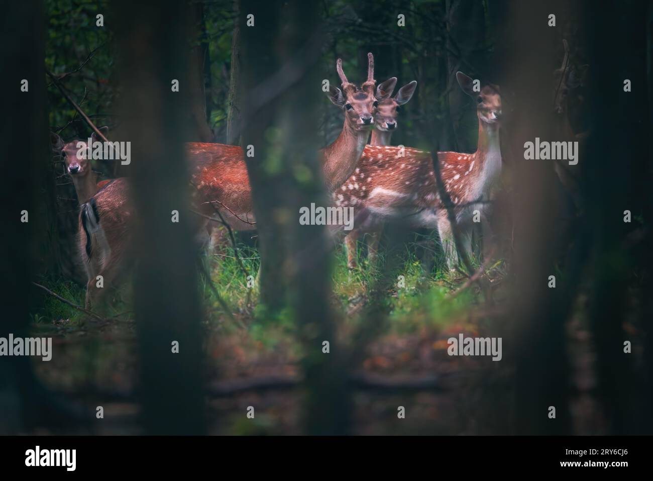 Little deer, young roe deer, hind in a mystic forest Stock Photo - Alamy